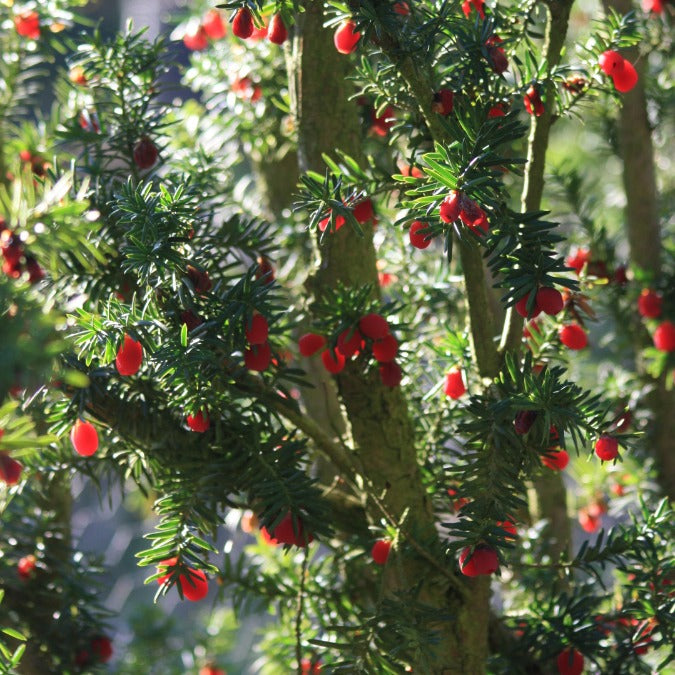 Taxus x media 'Hicksii' – Majestic Trees