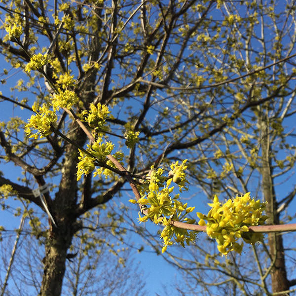 Cornus officinalis 'Robin's Pride' – Majestic Trees