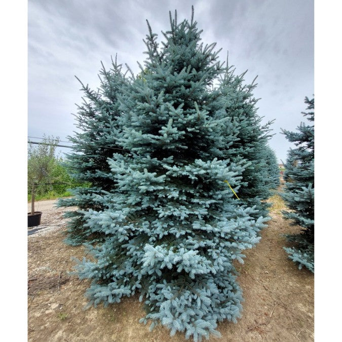 Picea pungens 'Fat Albert' – Majestic Trees