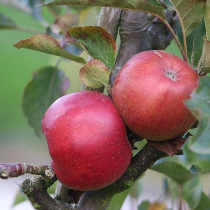 Malus d. 'Melrose' – Majestic Trees