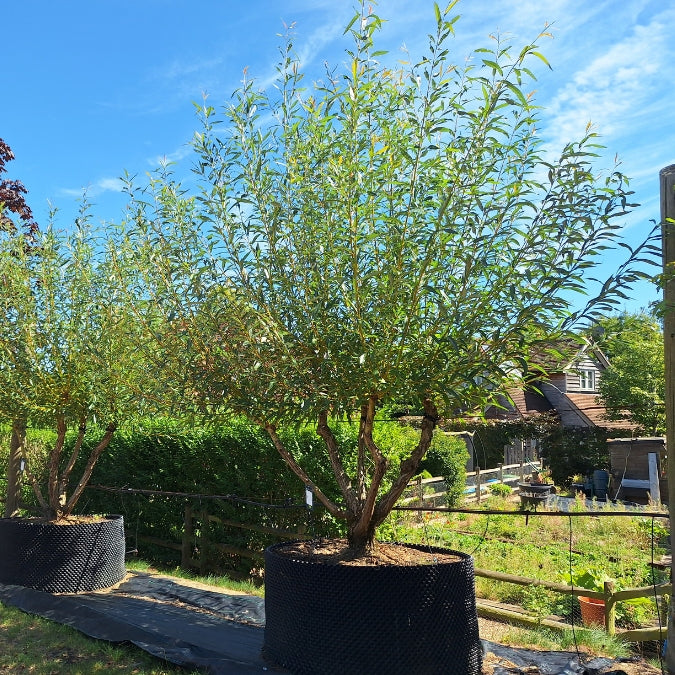 Salix viminalis – Majestic Trees