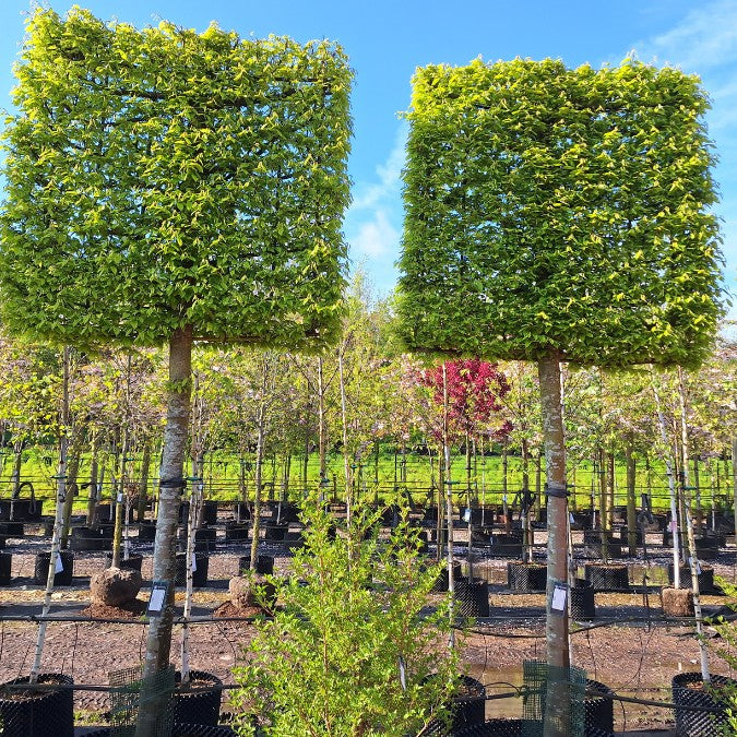Carpinus betulus 'Fastigiata' (Pleached) – Majestic Trees