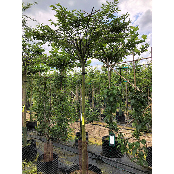 Carpinus betulus 'Fastigiata' (Pleached) – Majestic Trees