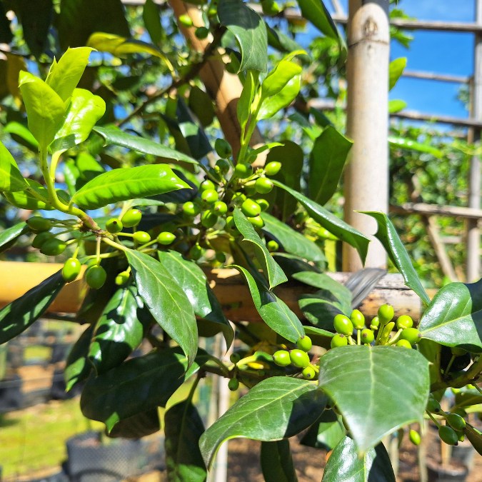 Ilex 'Nellie R Stevens' (Pleached) – Majestic Trees