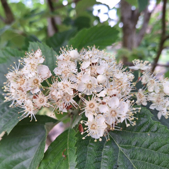 Sorbus incana – Majestic Trees
