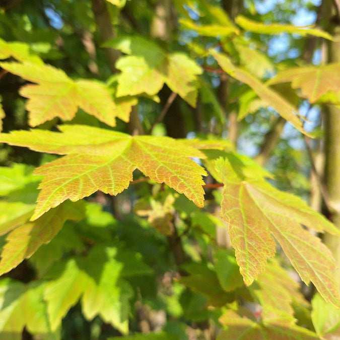Acer rubrum 'Brandywine' – Majestic Trees