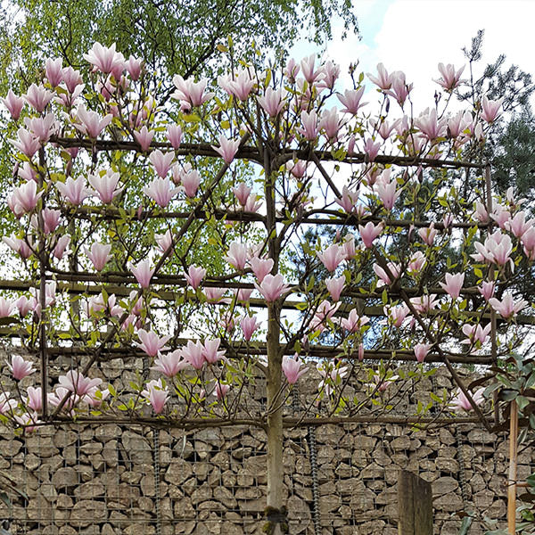 Magnolia 'Heaven Scent' (Pleached) – Majestic Trees