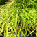 Acer palmatum 'Linearilobum' – Majestic Trees