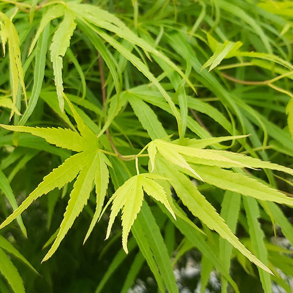 Acer palmatum 'Linearilobum' – Majestic Trees