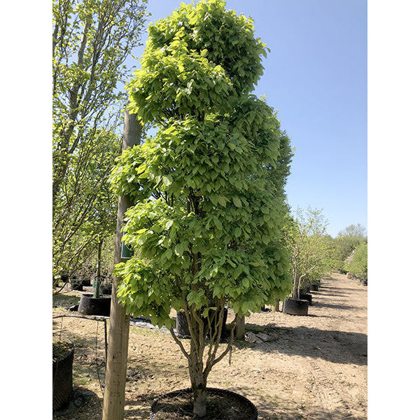 Carpinus betulus 'Monumentalis' (Topiary) – Majestic Trees