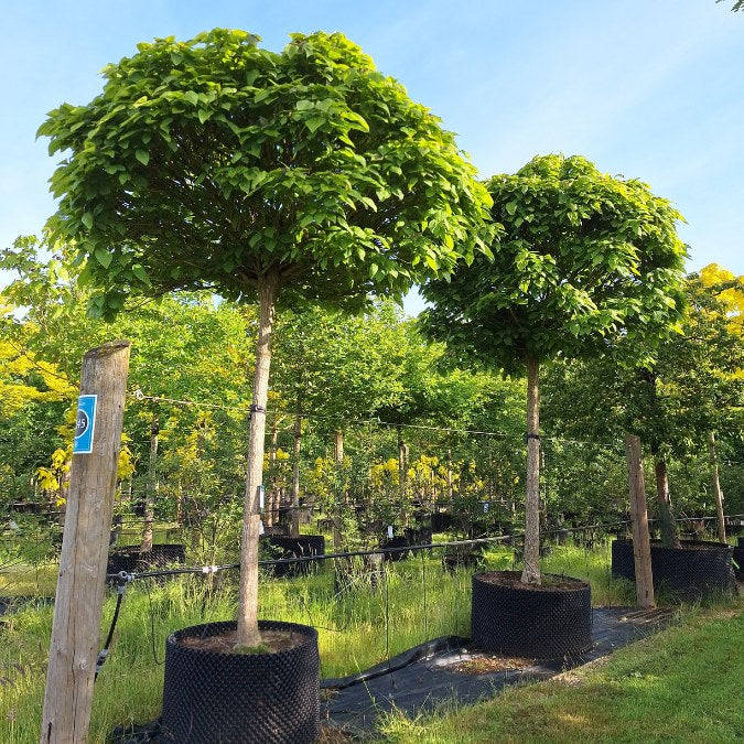 Catalpa bungei – Majestic Trees
