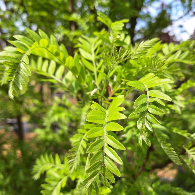 Gleditsia triacanthos 'Elegantissima' – Majestic Trees