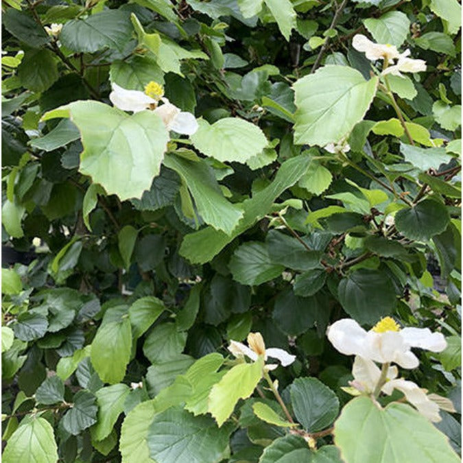 Parrotiopsis jacquemontiana – Majestic Trees