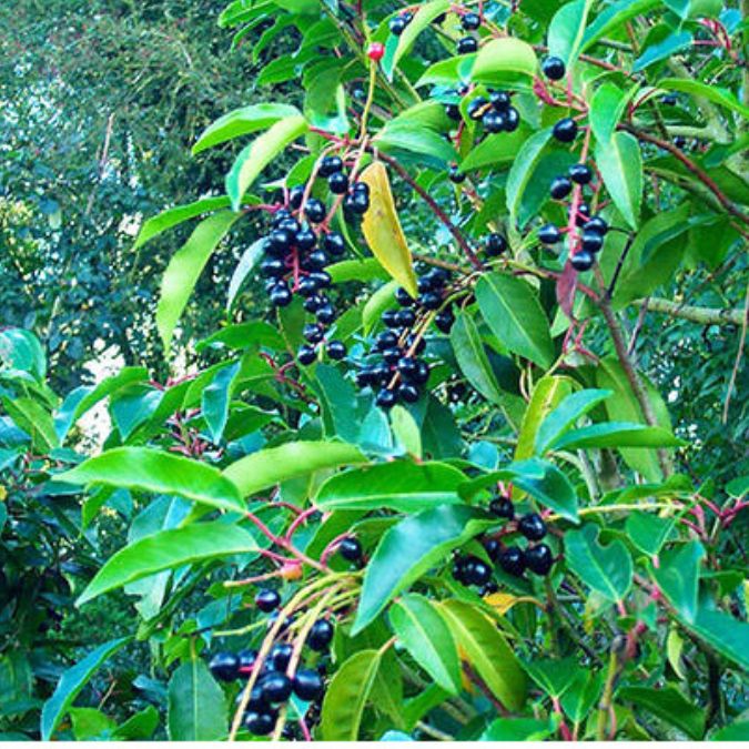 Prunus lusitanica (Topiary) – Majestic Trees