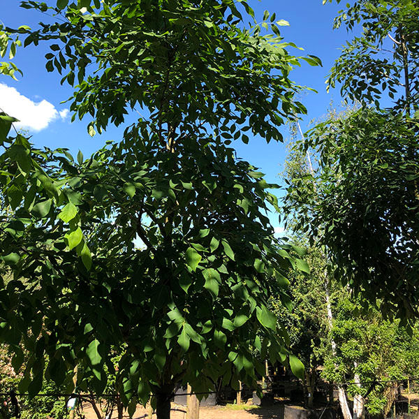 Maackia amurensis – Majestic Trees