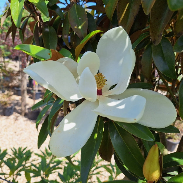 Magnolia grandiflora ALTA® 'TMGH' – Majestic Trees
