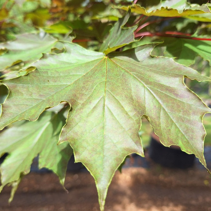 Acer platanoides 'Fairview' – Majestic Trees
