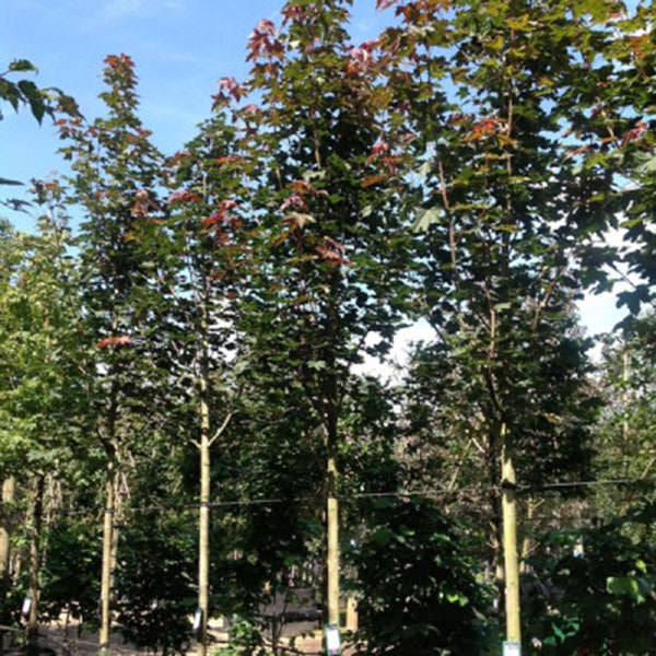 Acer platanoides 'Fairview' – Majestic Trees