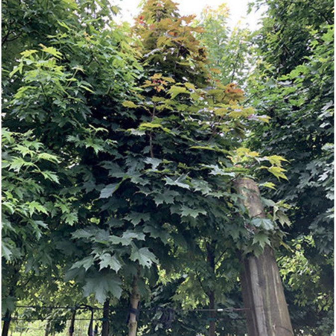 Acer platanoides 'Fairview' – Majestic Trees