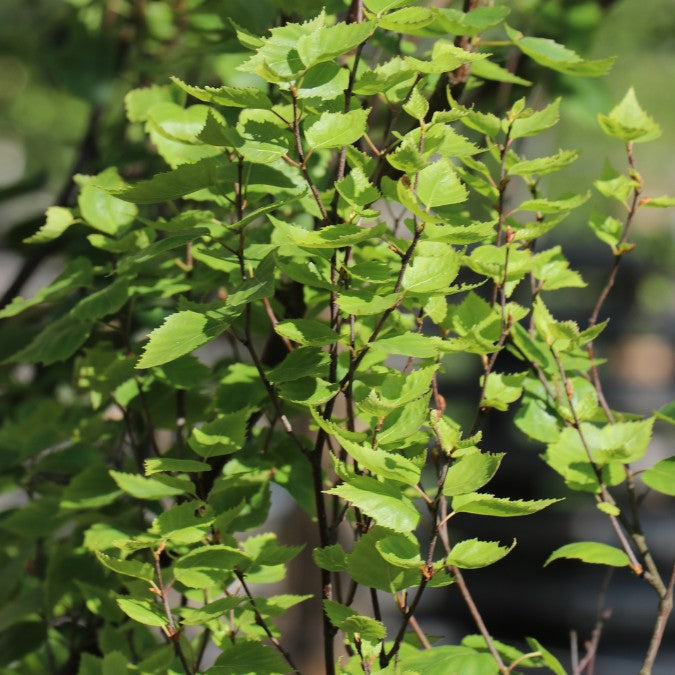 Betula pendula 'Obelisk' – Majestic Trees