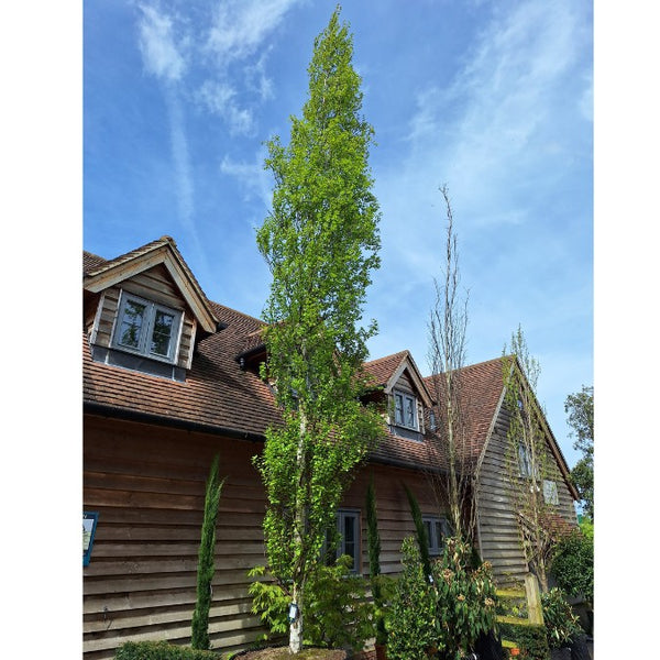 Betula pendula 'Obelisk' – Majestic Trees