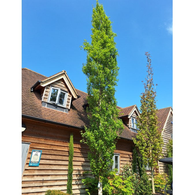 Betula pendula 'Obelisk' – Majestic Trees