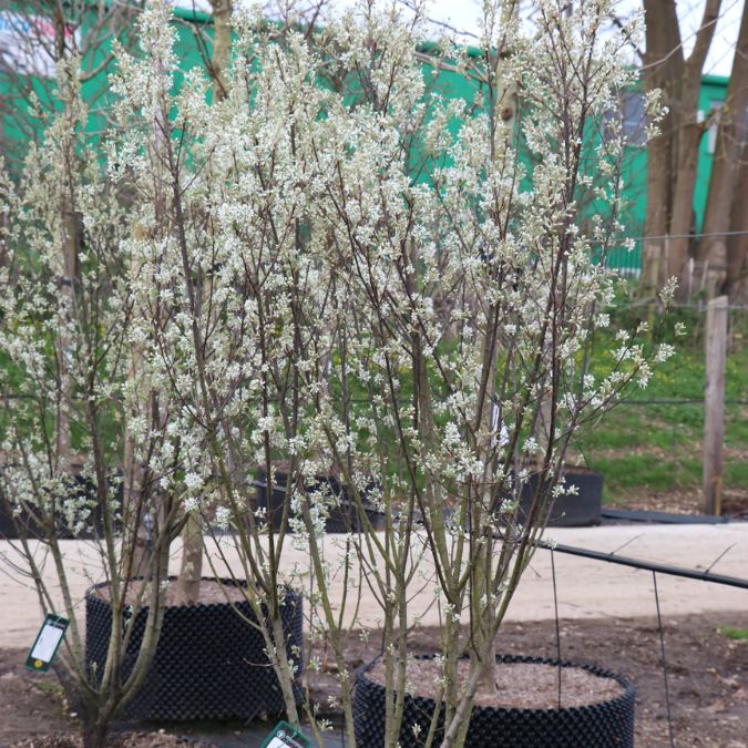 Amelanchier can. RAINBOW PILLAR® – Majestic Trees