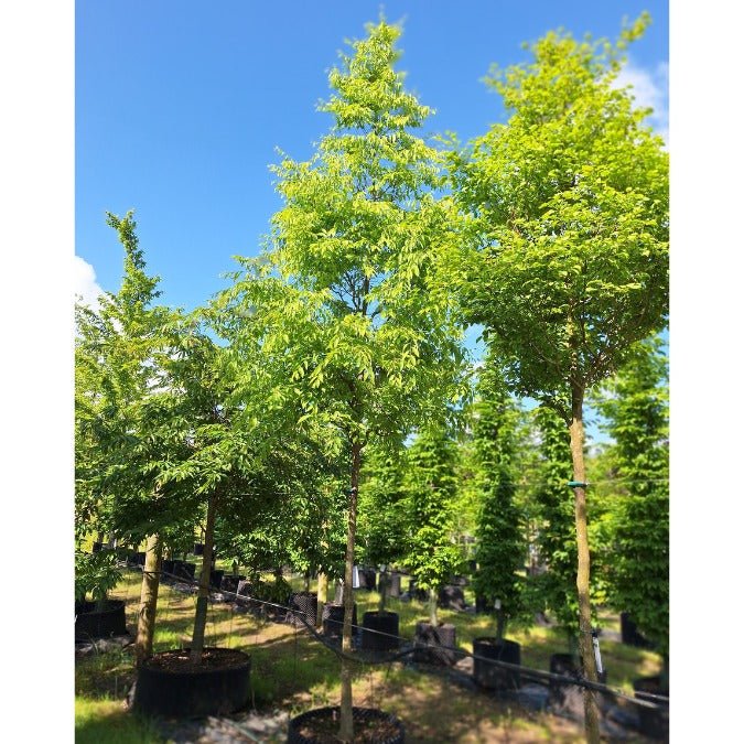 Carpinus caroliniana – Majestic Trees