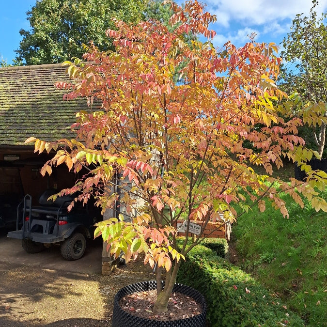 Tetradium daniellii – Majestic Trees