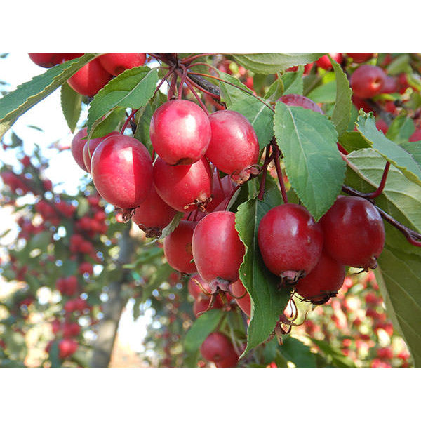 Malus 'Red Obelisk' – Majestic Trees