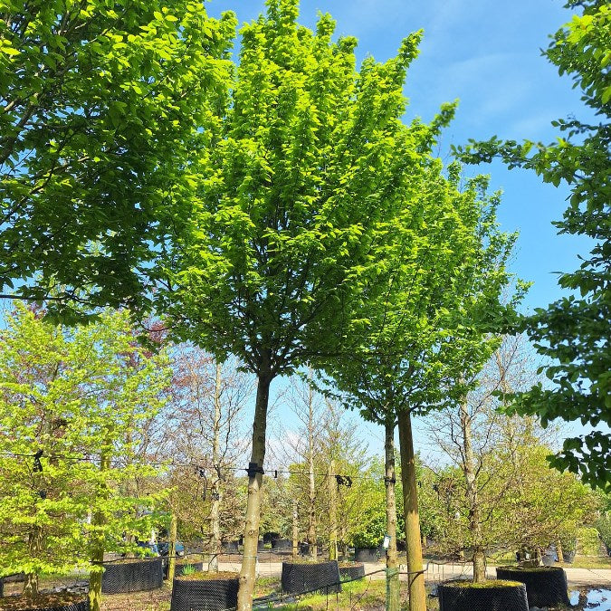 Carpinus betulus 'Lucas' – Majestic Trees