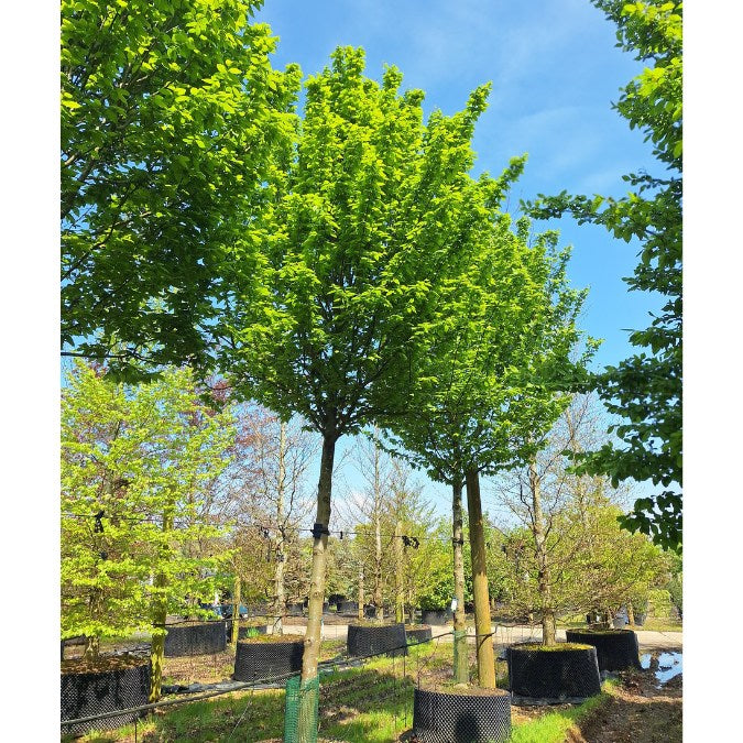 Carpinus betulus 'Lucas' – Majestic Trees