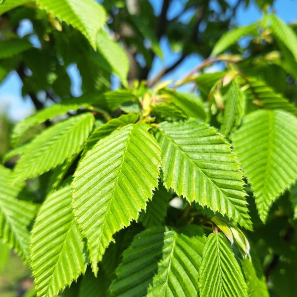 Carpinus betulus 'Lucas' – Majestic Trees