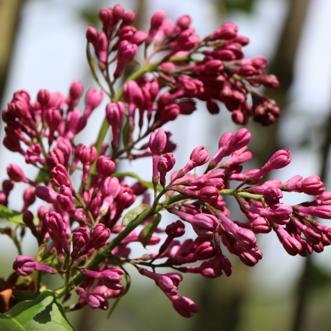 Syringa vulgaris 'Prince Wolkonsky' – Majestic Trees