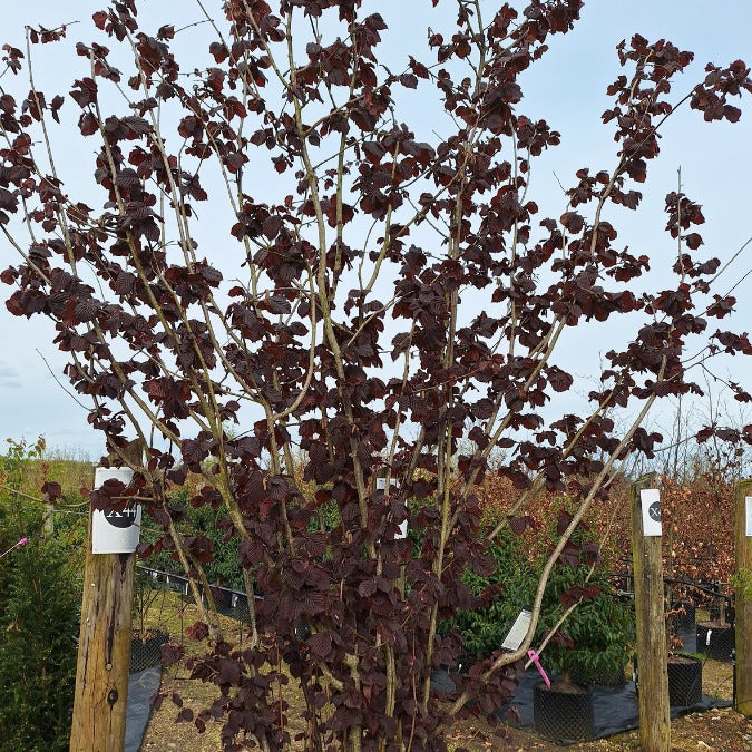 Corylus avellana 'Rouge de Zeller' – Majestic Trees
