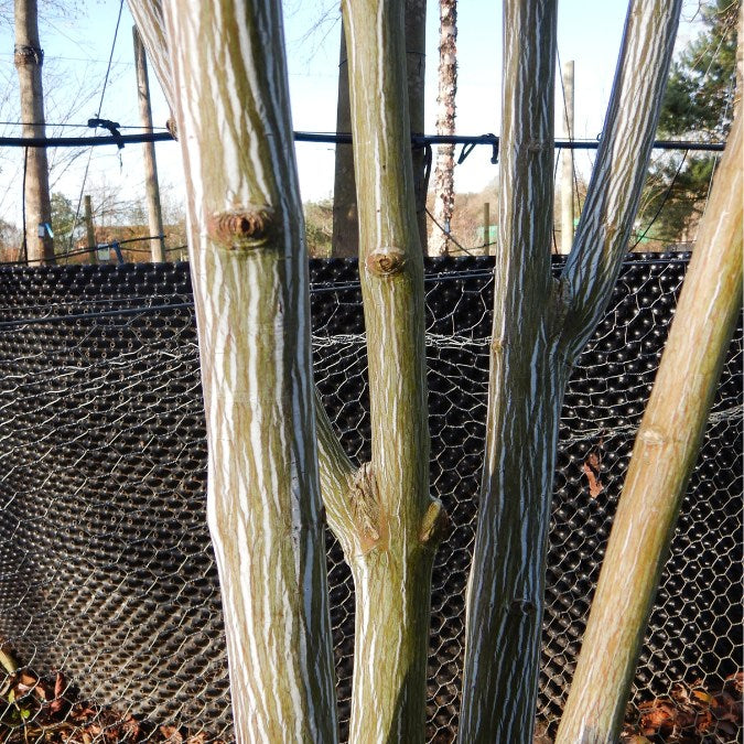 Acer davidii 'Viper' – Majestic Trees