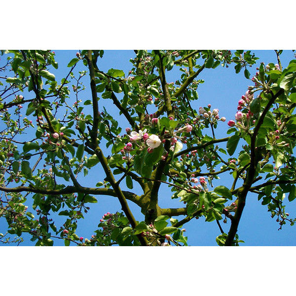 Malus d. 'Jonagold' – Majestic Trees