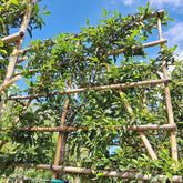 Buy Pleached Trees for Instant Privacy & Impact – Majestic Trees