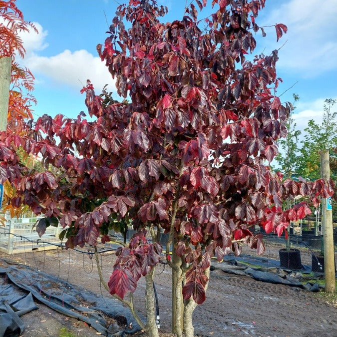 Parrotia persica 'Bella' – Majestic Trees
