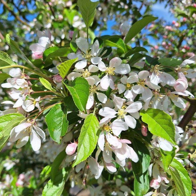 Malus 'White Star' – Majestic Trees