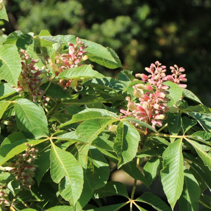 Aesculus pavia var. discolor – Majestic Trees