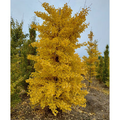 Ginkgo biloba 'Tit' – Majestic Trees