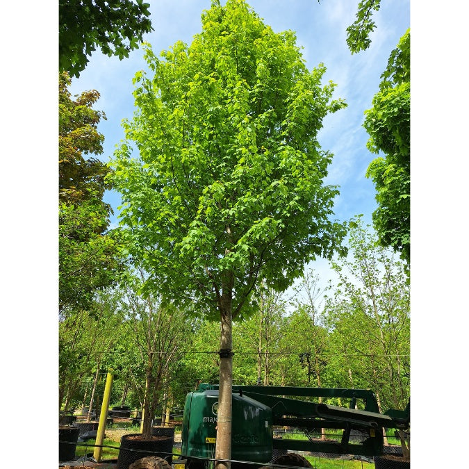 Acer x freemanii 'Armstrong' – Majestic Trees