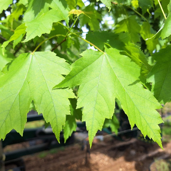 Acer x freemanii 'Armstrong' – Majestic Trees