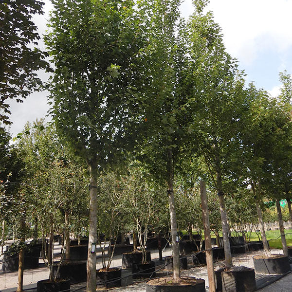 Acer x freemanii 'Armstrong' – Majestic Trees