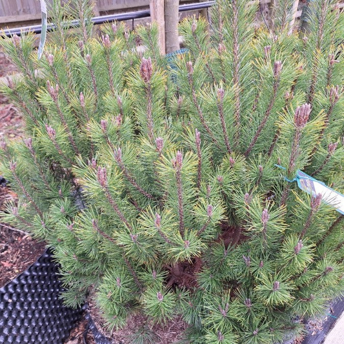Pinus mugo 'Mughus' – Majestic Trees