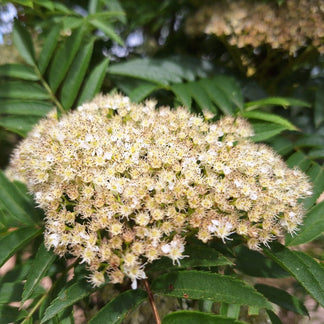 Sorbus aucuparia 'Autumn Spire' – Majestic Trees
