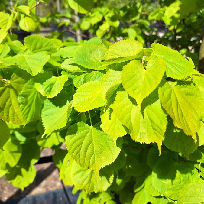 Tilia cordata 'Winter Orange' – Majestic Trees