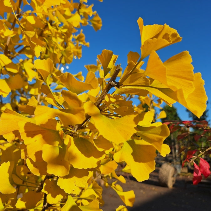 Ginkgo biloba 'Fastigiata' – Majestic Trees