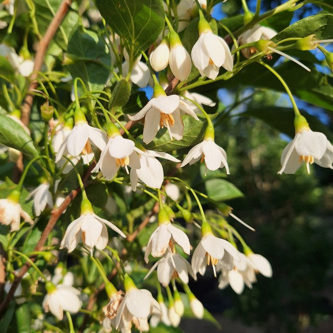 Styrax japonicus 'June Snow' – Majestic Trees